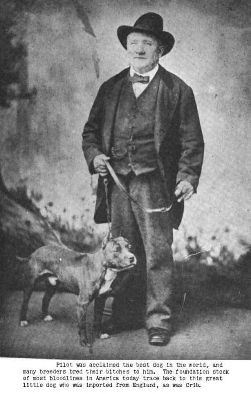 THE HENRY DOGS